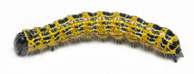 Phalera Bucephala M neplet InsektOrama dk Phalera Bucephala M neplet InsektOrama dk