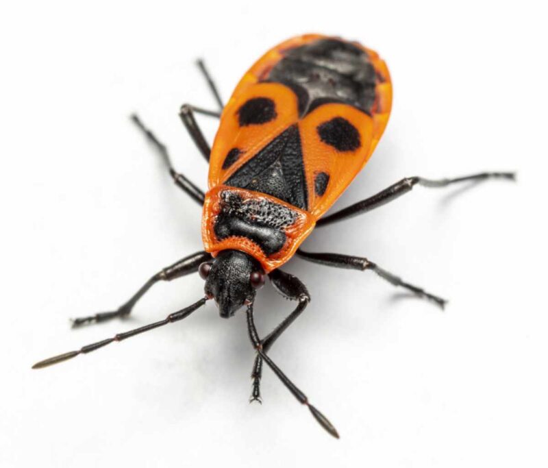 Pyrrhocoris apterus, ildtæge - InsektOrama.dk